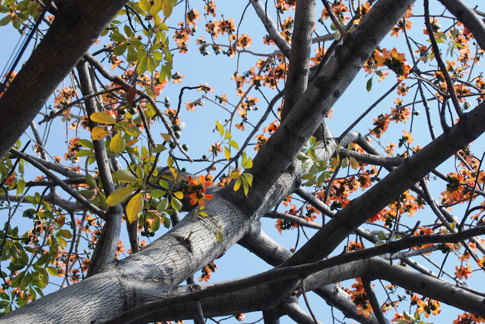 SEMAL Tree (Bombax ceiba) – Anand Bhushan
