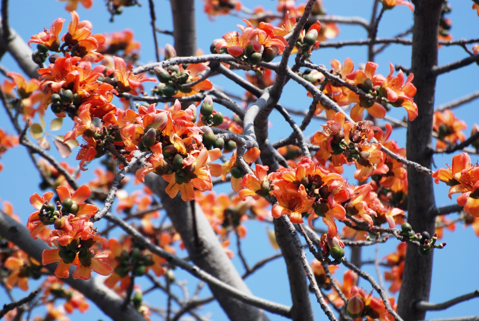 SEMAL Tree (Bombax ceiba) – Anand Bhushan